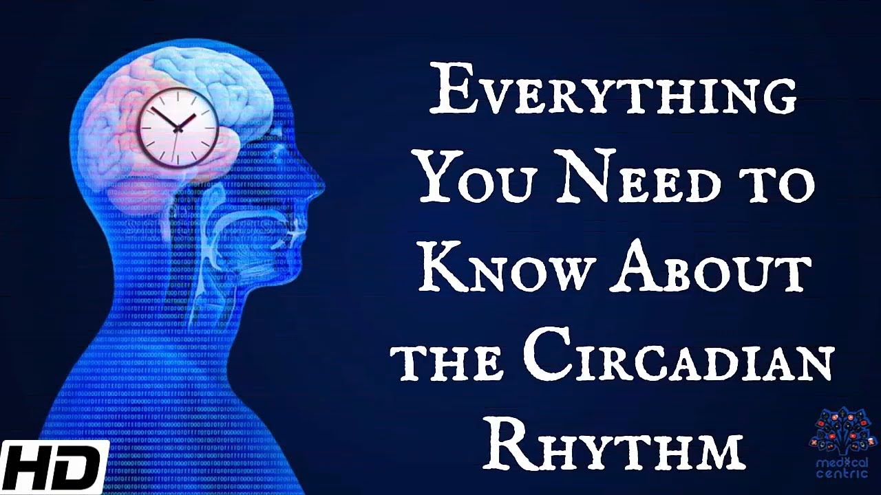 Everything You Need To Know About The Circadian Rythm – Gentle Nerves ...